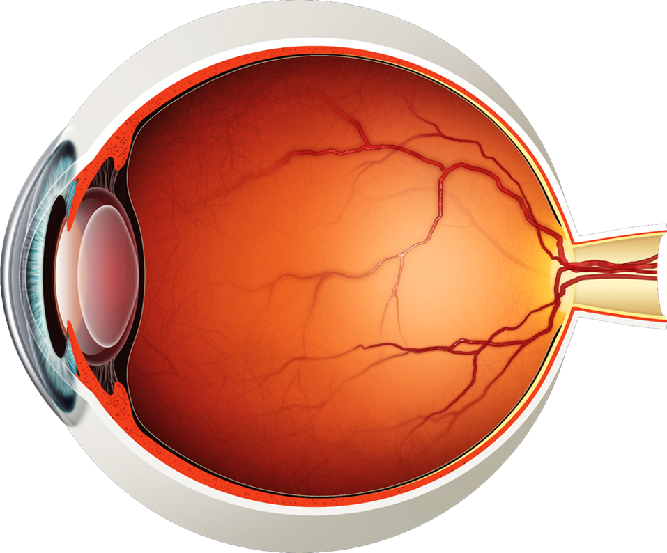 Diagram of the Eye - Lions Eye Institute Diagram of the Eye - Lions Eye Institute